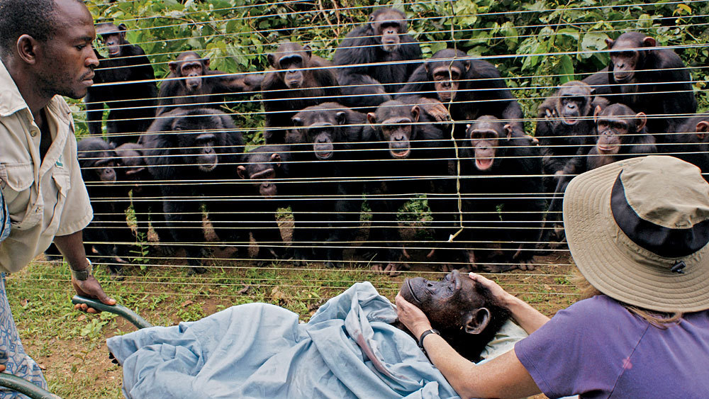 Understanding Our Inner Ape : 13.7: Cosmos And Culture : NPR