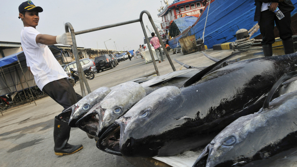 Science, Control and the End of Fish : 13.7: Cosmos And Culture : NPR