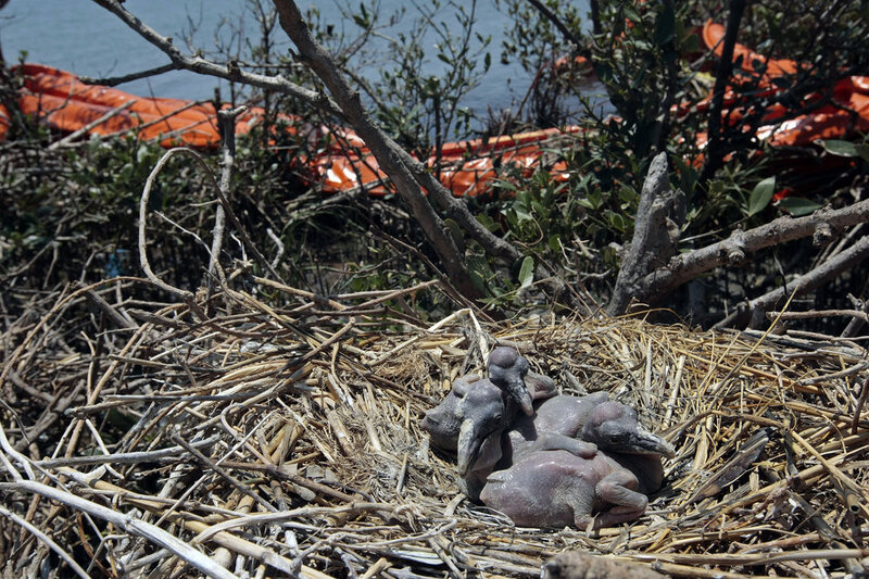 How Endangered Species Are Faring In The Gulf : NPR