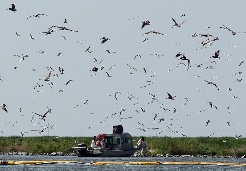 How Endangered Species Are Faring In The Gulf : NPR