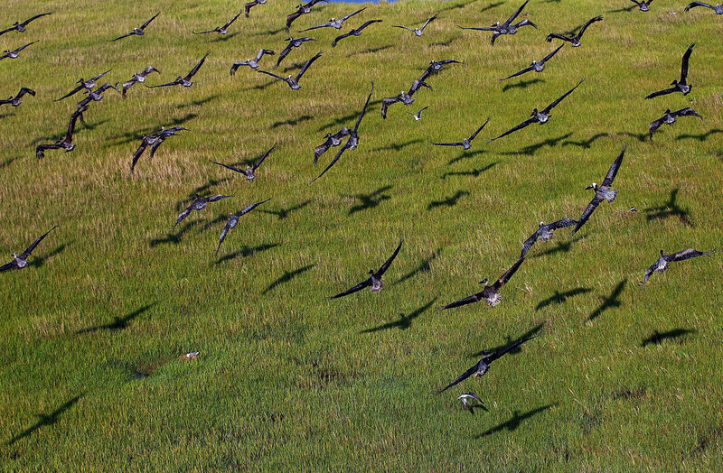 How Endangered Species Are Faring In The Gulf : NPR