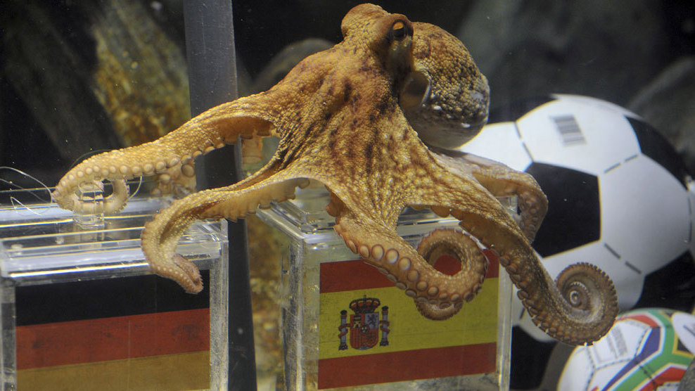 Paul The Octopus Predicts: Spain Over Germany : Show Me Your Cleats ...