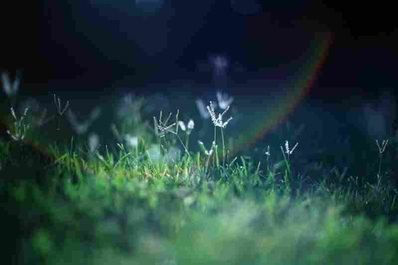 Lately On Our Flickr Feed: Lens Flare : The Picture Show : NPR
