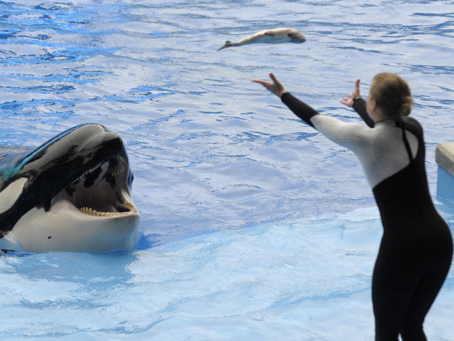 SeaWorld Fined By OSHA For Deadly Orca Attack : The Two-Way : NPR