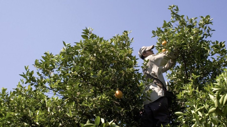 I-95 A 'Trap' For Migrant Fruit Pickers : NPR