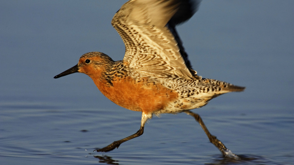 Migration Blues: When Birds Don't Fly South : Krulwich Wonders... : NPR