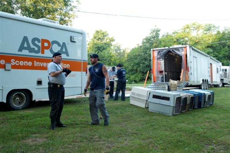 DNA Is New Weapon In Fight Against Dogfighting : NPR