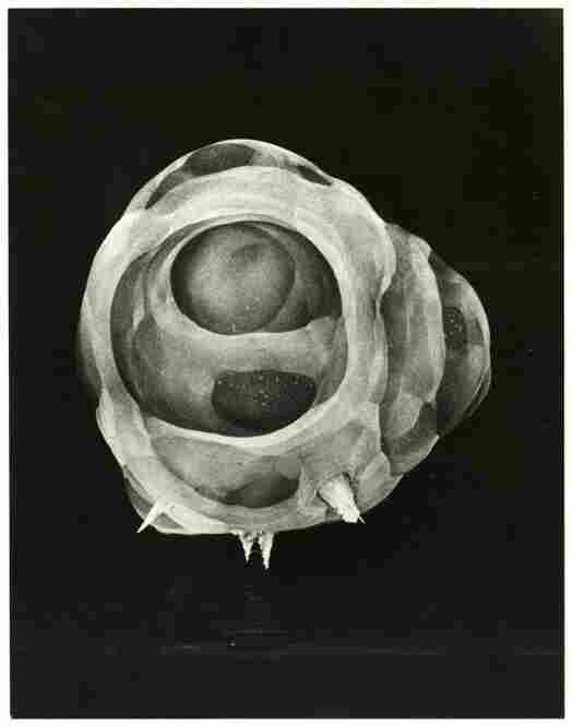 It's The Bomb! Vintage Explosion Photos : The Picture Show : NPR