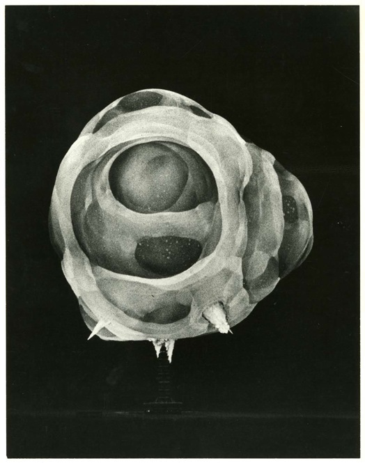 It's The Bomb! Vintage Explosion Photos : The Picture Show : NPR