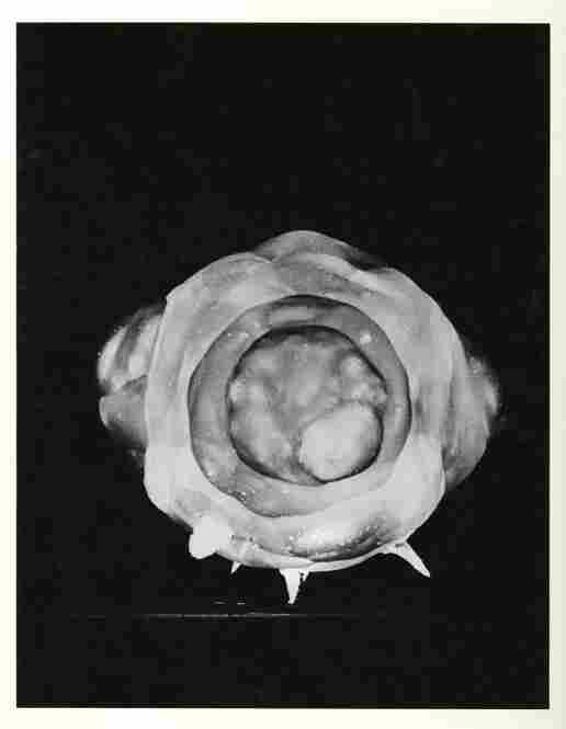 It's The Bomb! Vintage Explosion Photos : The Picture Show : NPR