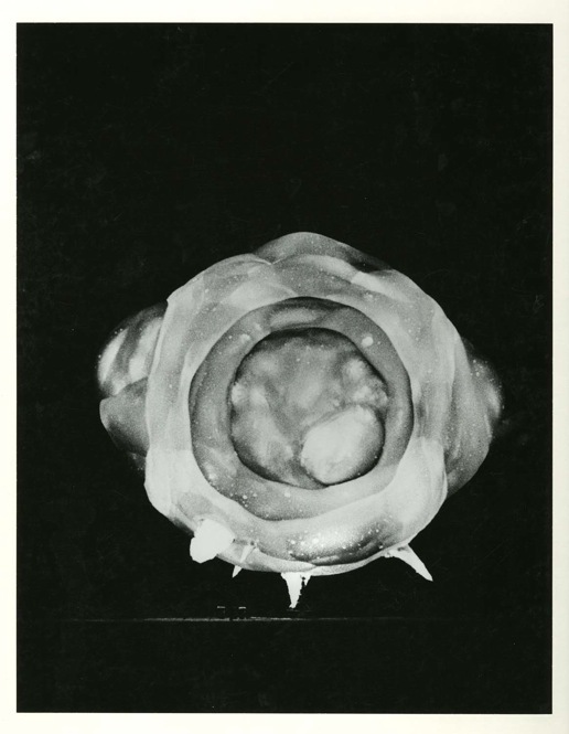 It's The Bomb! Vintage Explosion Photos : The Picture Show : NPR