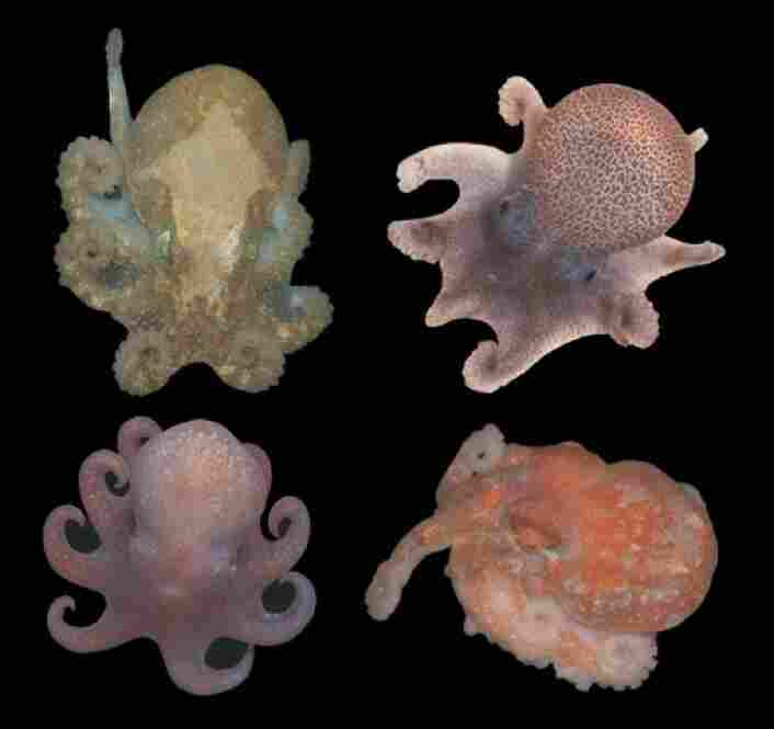 A Certain Number Of Leagues Under The Sea: Photos Of The First Marine ...