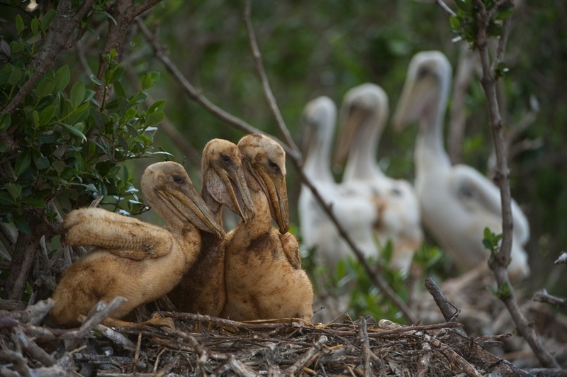A Photographer's Challenge: Oil Spill Animals : The Picture Show : NPR