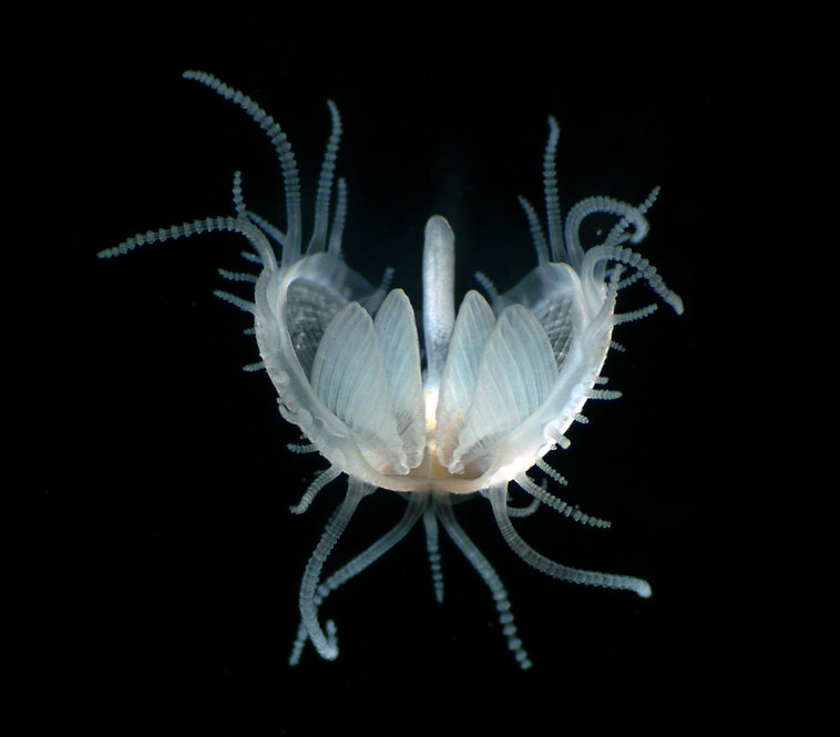 Time For Your Close-Up: Science Meets Art In Photomicrography : The ...