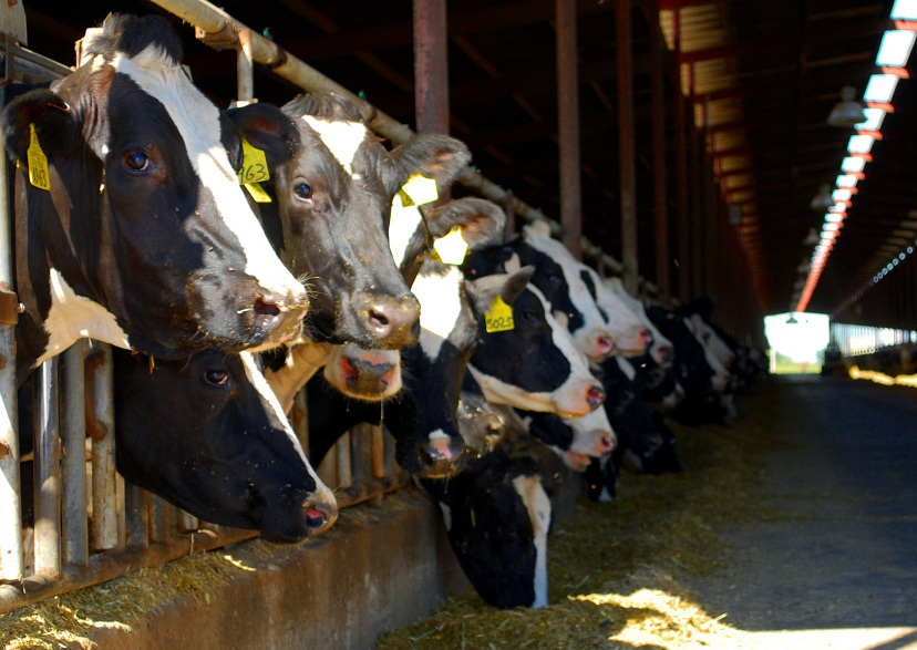 Stinky Renewable Energy Source Creates Smog : NPR