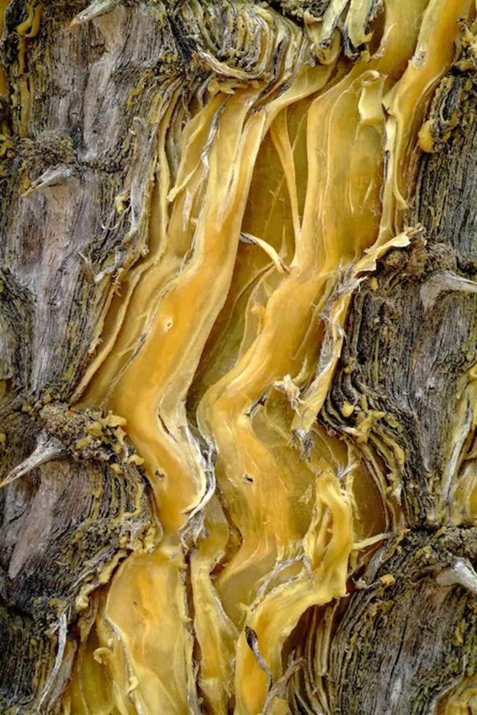 The World's Most Beautiful Bark (Or: Trees Worth A Closer Look) : The ...