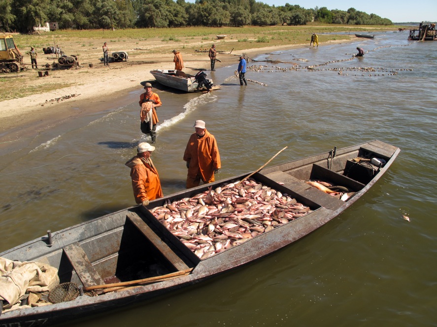 Volga River Fish