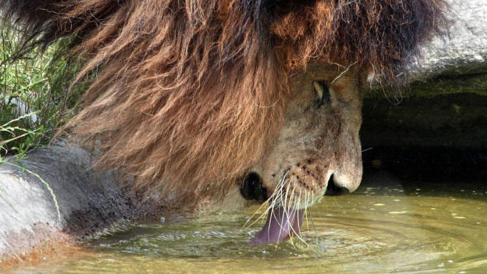 Pet Physics: The Uncanny Lapping Of Cats : NPR