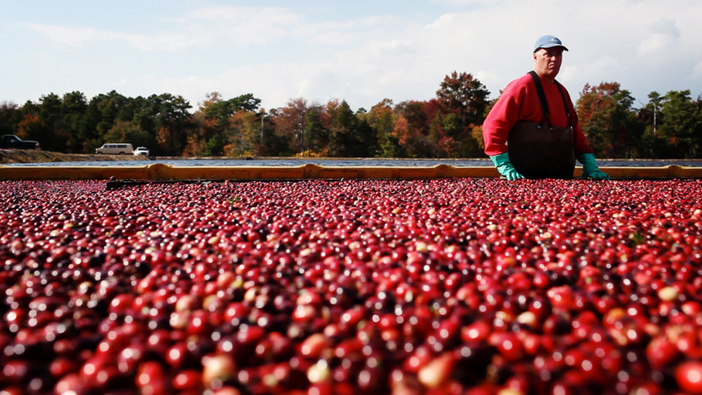 Bow Down To The Medicinal Power Of Cranberries : NPR