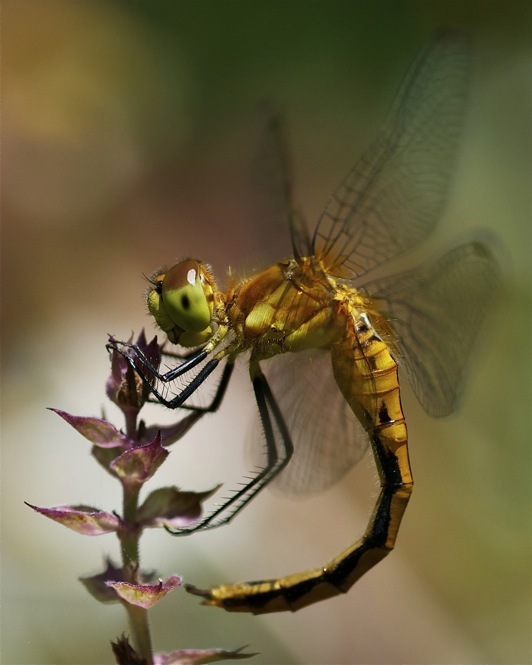 Average Joes Give Nat Geo Pros A Run For The Money : The Picture Show : NPR