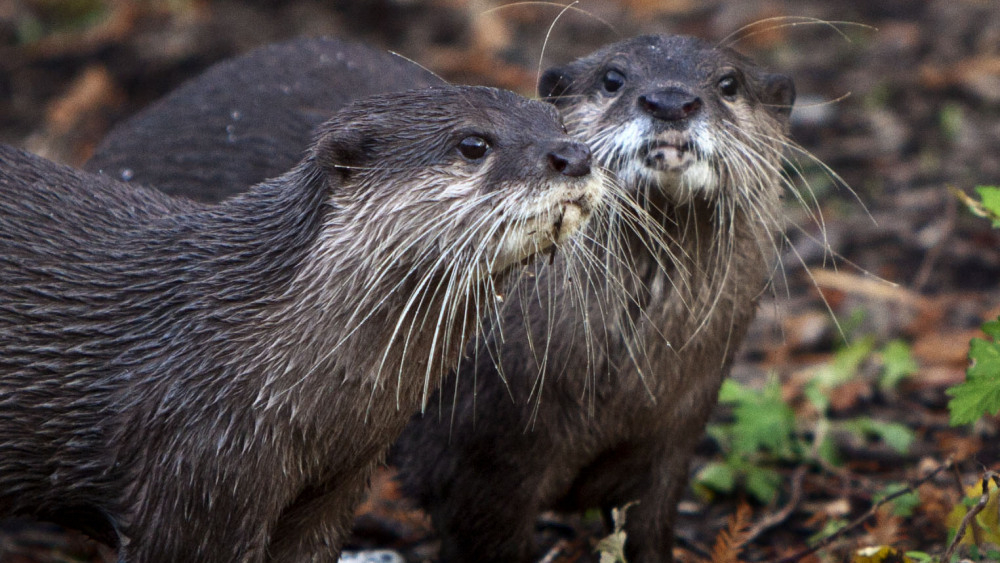 Brotherly (And Sisterly) Love In The Animal World : NPR