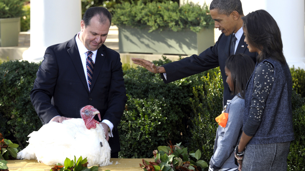 No Arsenic In Pardoned Turkeys, But It Might Be In Yours : Shots ...