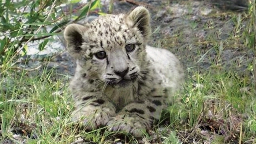 Finding 'Teachable Moments' In Animal Tales : NPR