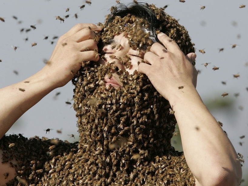 Jumping Fences With Bees (A New Extreme Sport) | WBUR