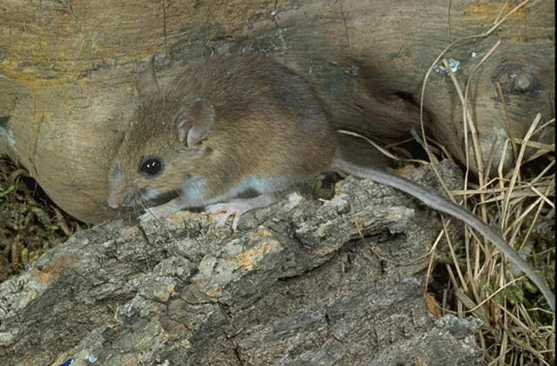 Declining Biodiversity Speeds Spreading Of Disease : NPR