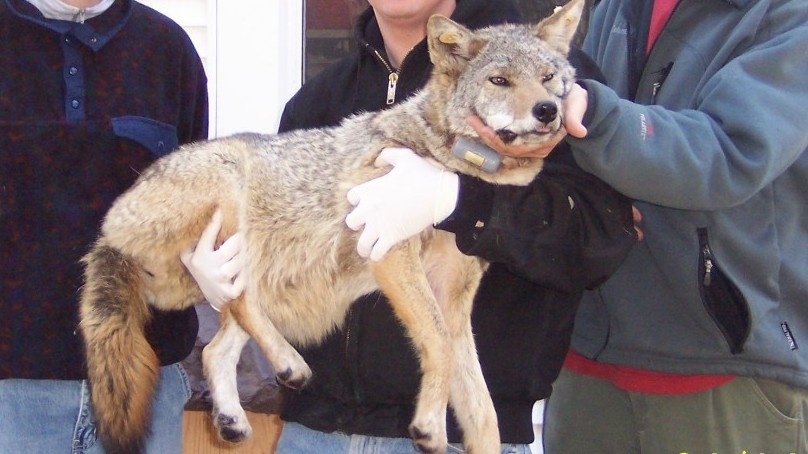 Biggest Coyote