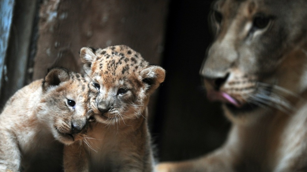 'Ugly Animals' Need Our Help, Too : The Two-Way : NPR