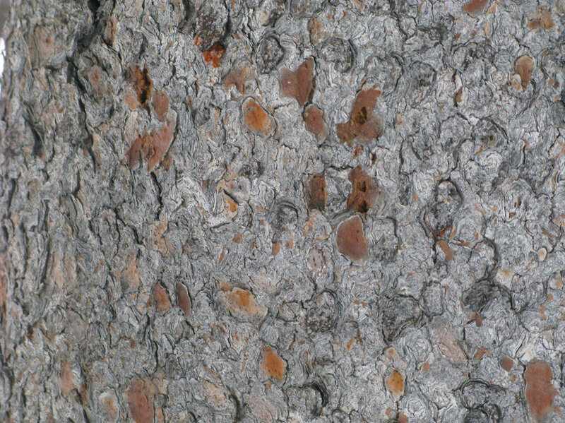 Small Beetles Massacre The Rockies' Whitebark Pines : NPR