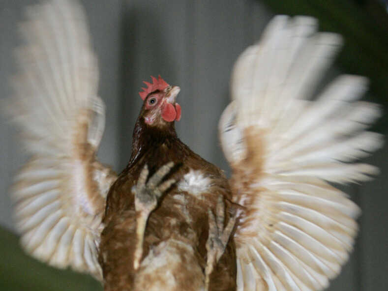 How To Eat For A Lucky New Year : NPR