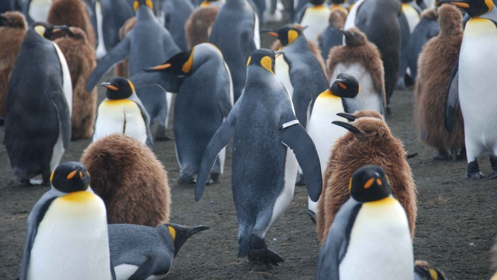 Banding Penguins Could Drag Down Their Population : NPR