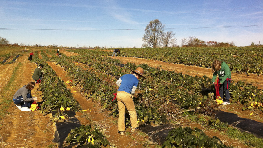 Gleaning A Harvest For The Needy, And Fighting Waste Of Farm Produce : NPR