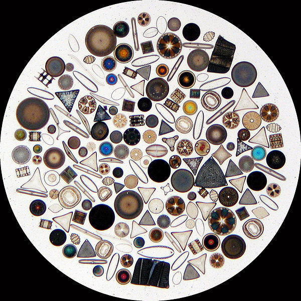 In A Glass House: A Close Look At The Most Beautiful Unicells On Earth ...