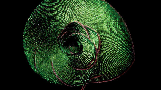 Surprising Portraits: Photos Of Feathers : The Picture Show : NPR