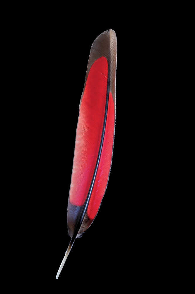 Surprising Portraits: Photos Of Feathers : The Picture Show : NPR