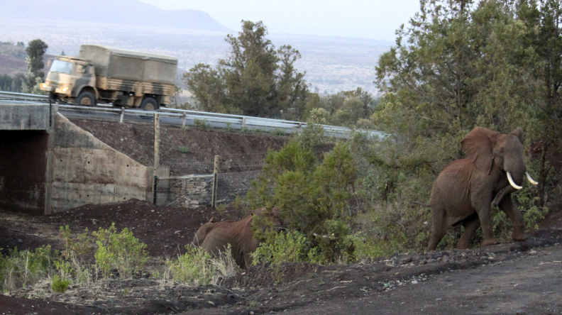 Elephant Underpass Connects Cousins In Kenya : The Two-Way : NPR