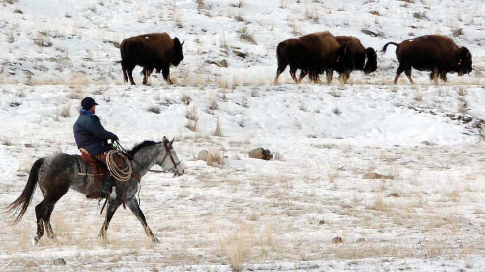 400 Yellowstone Bison Held For Possible Slaughter : NPR