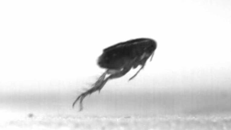 Itching To Know How Fleas Flee? Mystery Solved : NPR