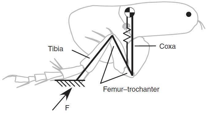 Itching To Know How Fleas Flee? Mystery Solved : NPR