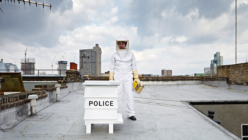 Bees That Work For the Police : Krulwich Wonders... : NPR