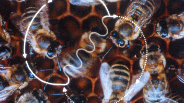 Bees That Work For the Police : Krulwich Wonders... : NPR