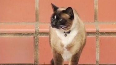 No, Not A Cat Burglar, A Cat That's A Burglar : The Two-Way : NPR