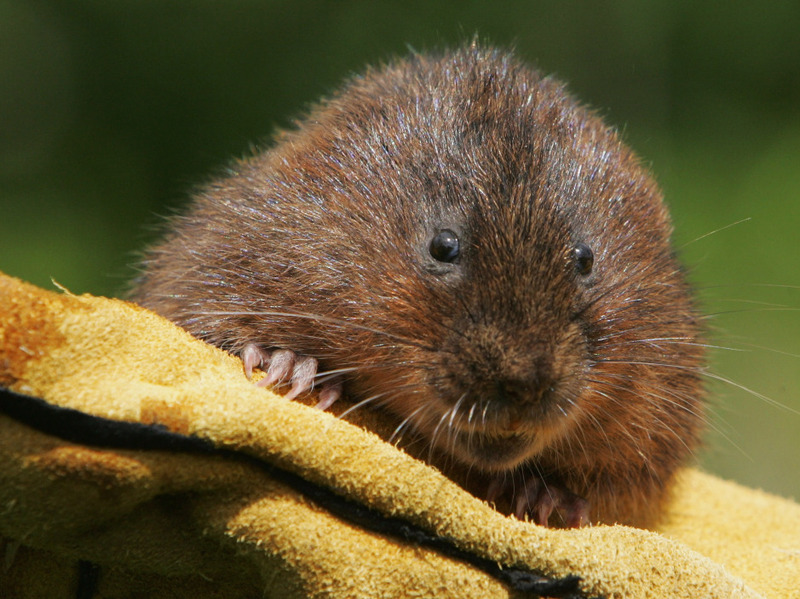 Scottish Volunteers Hunt Vicious, Invasive Minks : NPR