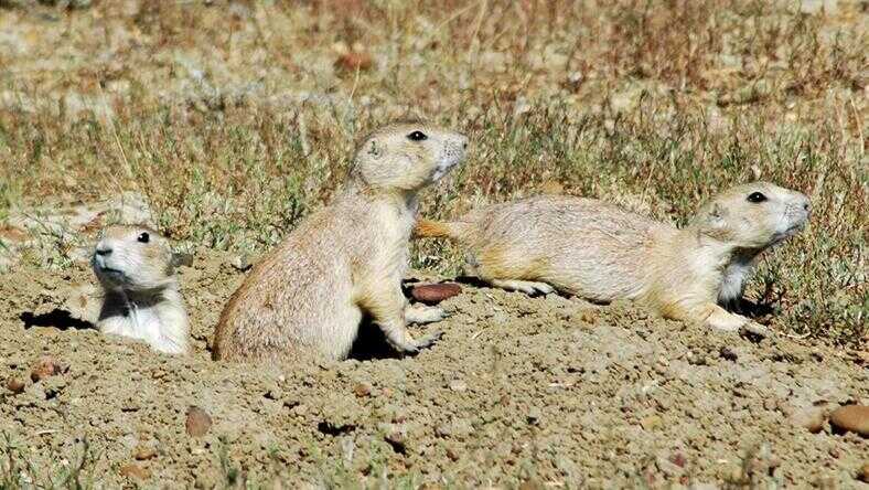 I, Rodent: Making A Case For Unique Prairie Dogs : The Two-Way : NPR
