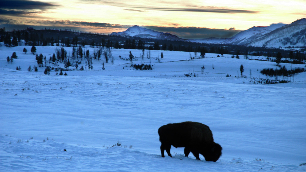 Back To Tradition, Tribe Brings Home The Bison : NPR