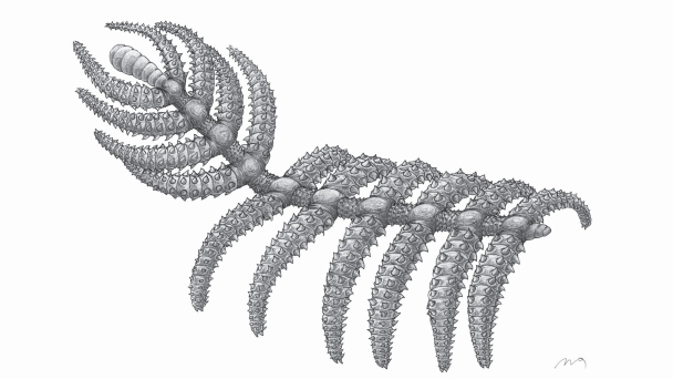 Cactus Walking On 20 Legs Found In China : Krulwich Wonders... : NPR