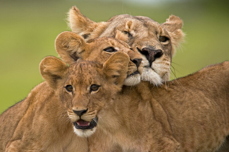Without Intervention, Lions Heading For Extinction : NPR